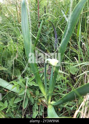 Siberian chives (Allium nutans) Plantae Stock Photo - Alamy