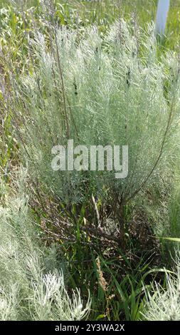 sand sagebrush (Artemisia filifolia) Plantae Stock Photo - Alamy