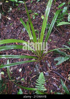 Bush Flax (Astelia fragrans), Plantae, Remutaka Hill Stock Photo - Alamy