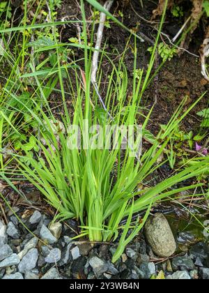 dagger rush (Juncus ensifolius) Plantae Stock Photo - Alamy