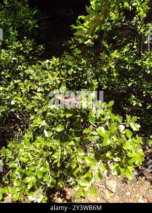 California Sister (Adelpha californica) Insecta Stock Photo - Alamy