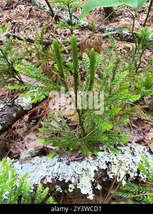 flat-branched tree-clubmoss (Dendrolycopodium obscurum) Plantae Stock ...