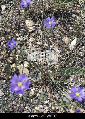 perennial flax (Linum perenne) Plantae Stock Photo - Alamy