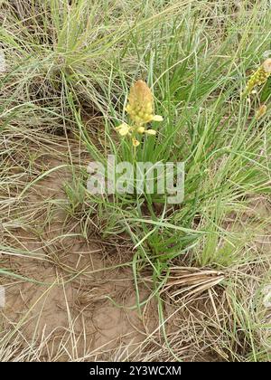 Yellow Cat's Tail (Bulbine abyssinica) Plantae Stock Photo - Alamy