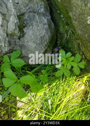 thicket creeper (Parthenocissus inserta) Plantae Stock Photo - Alamy