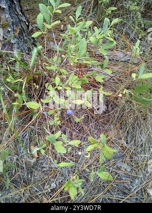 Dwarf Dangleberry (Gaylussacia nana) Plantae Stock Photo - Alamy