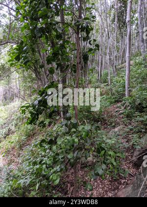 Broad Leaved Native Cherry (Exocarpos latifolius) Plantae Stock Photo ...