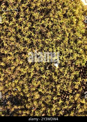 Twisted Moss (Tortella tortuosa) Plantae Stock Photo - Alamy