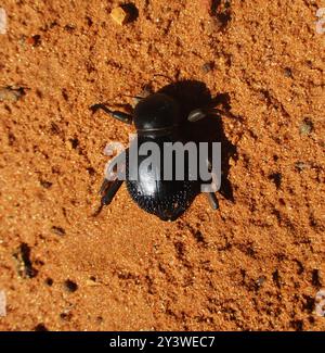 (Toktokkus vialis) Insecta Stock Photo - Alamy