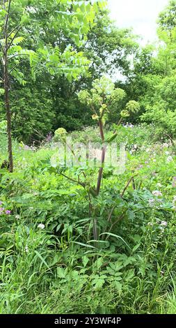 purple-stemmed angelica (Angelica atropurpurea) Plantae Stock Photo - Alamy