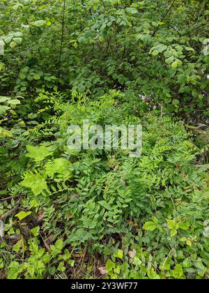 Leafy Pea (Lathyrus polyphyllus) Plantae Stock Photo - Alamy