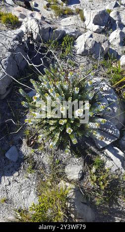 Salter (Saltera sarcocolla) Plantae Stock Photo - Alamy