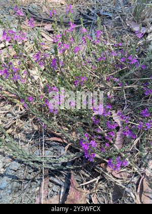 Lythrum Loosestrifes (Lythrum) Plantae Stock Photo - Alamy