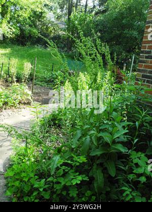 Patience Dock (Rumex patientia) Plantae Stock Photo - Alamy