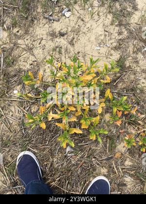 American searocket (Cakile edentula) Plantae Stock Photo - Alamy