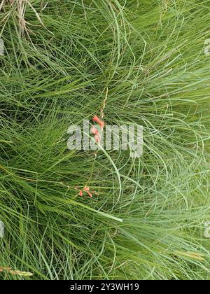 Red Triton (Tritonia disticha) Plantae Stock Photo - Alamy