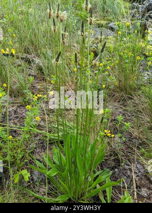 ribwort plantain (Plantago lanceolata) Plantae Stock Photo - Alamy