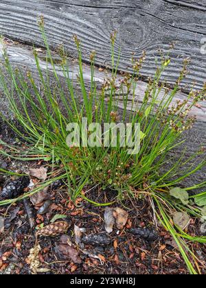 Jointed rush (Juncus articulatus) Plantae Stock Photo - Alamy