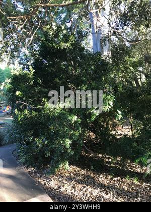 Orange Jasmine (Murraya paniculata) Plantae Stock Photo - Alamy