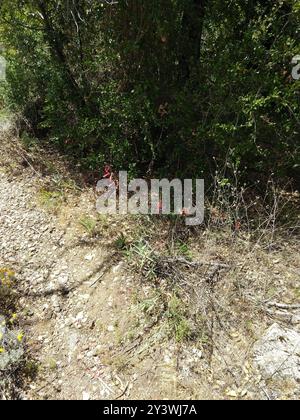 scarlet bugler (Penstemon centranthifolius) Plantae Stock Photo - Alamy