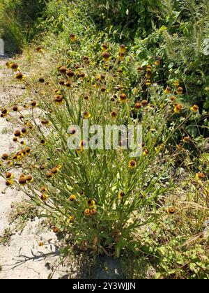 Rosilla (Helenium puberulum) Plantae Stock Photo - Alamy