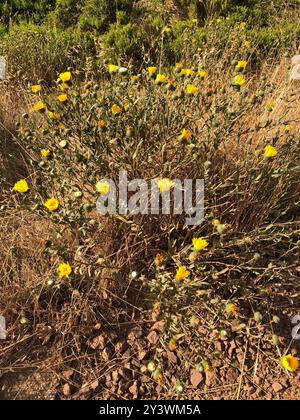 Hairy Gumweed (Grindelia hirsutula), Plantae, Fort Ord National ...