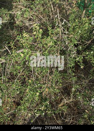 Fever Tea (Lippia javanica) Plantae Stock Photo - Alamy
