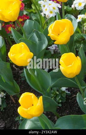 Spring flowers bloom in the Fitzroy Gardens, Melbourne, Australia ...