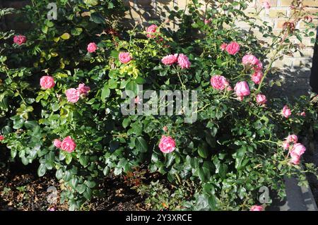 Copenhagen/ Denmark/15 September 2024/Pink rose flwoers tiny garden in ...