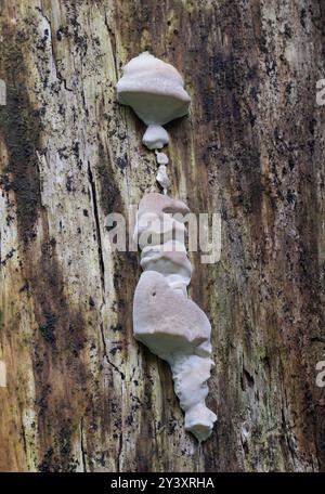 White cheese polypore (Tyromyces chioneus), wood-boring fungi on dead ...