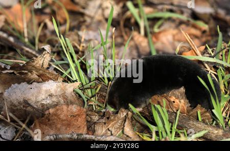 Mole runs along a field path Stock Photo - Alamy
