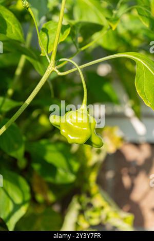 Ripe red and unripe green chili peppers are seen on plants in a field ...