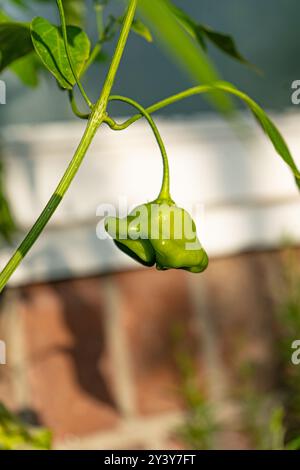 Ripe red and unripe green chili peppers are seen on plants in a field ...