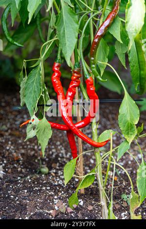 Ripe red and unripe green chili peppers are seen on plants in a field ...
