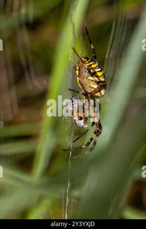 Wasp Spider feeding Stock Photo - Alamy