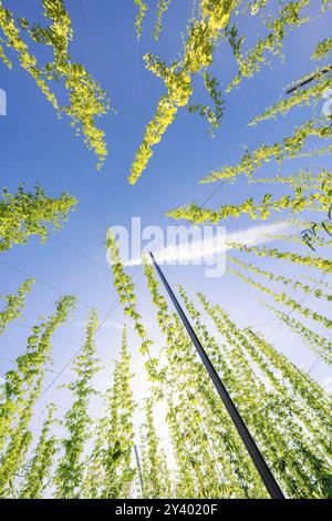 Low angle shot of growing tall trees in the forest at daylight Stock ...