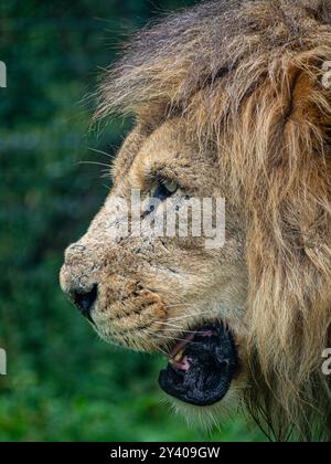 The lion is a large cat of the genus Panthera, native to Africa and ...