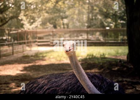 An ostrich with its head looking to the left with thick black feathers ...