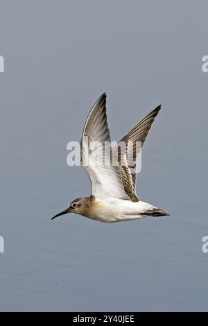 curlew sandpiper (Calidris ferruginea), flying flock, Greece, Lesbos ...