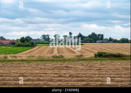 Golden wheat agriculture fields at the Flemish countryside in Tienen ...