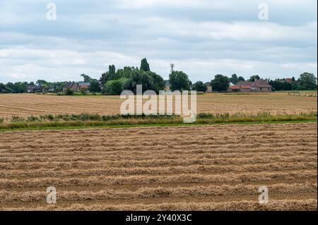 Green wheat agriculture fields at the Flemish countryside in Grimbergen ...
