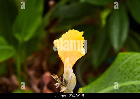 Canna or canna lily is the only genus of flowering plants in the family ...