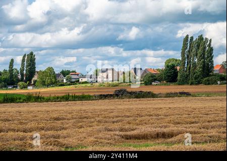 Golden harvested wheat fields at the Flemish countryside in Sint ...