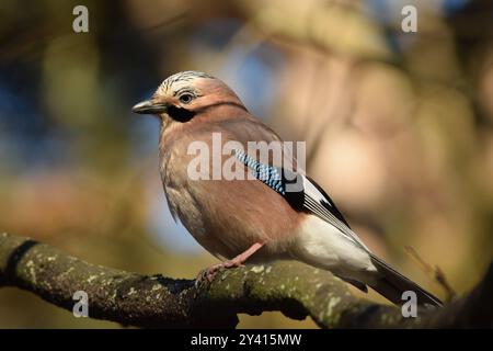 Eurasian Jay in Bute Park. Cardiff Stock Photo - Alamy
