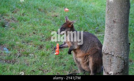 Wallaby in Action: Grazing and Leaping Stock Photo - Alamy