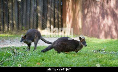 Wallaby in Action: Grazing and Leaping Stock Photo - Alamy