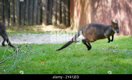 Wallaby in Action: Grazing and Leaping Stock Photo - Alamy