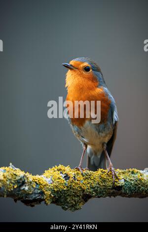 A close-up shot of a robin bird on a branch Stock Photo - Alamy