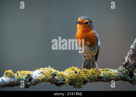 A closeup shot of a European robin bird perched on a branch Stock Photo ...