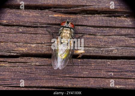 Genus Protocalliphora Family Calliphoridae fly wild nature insect ...